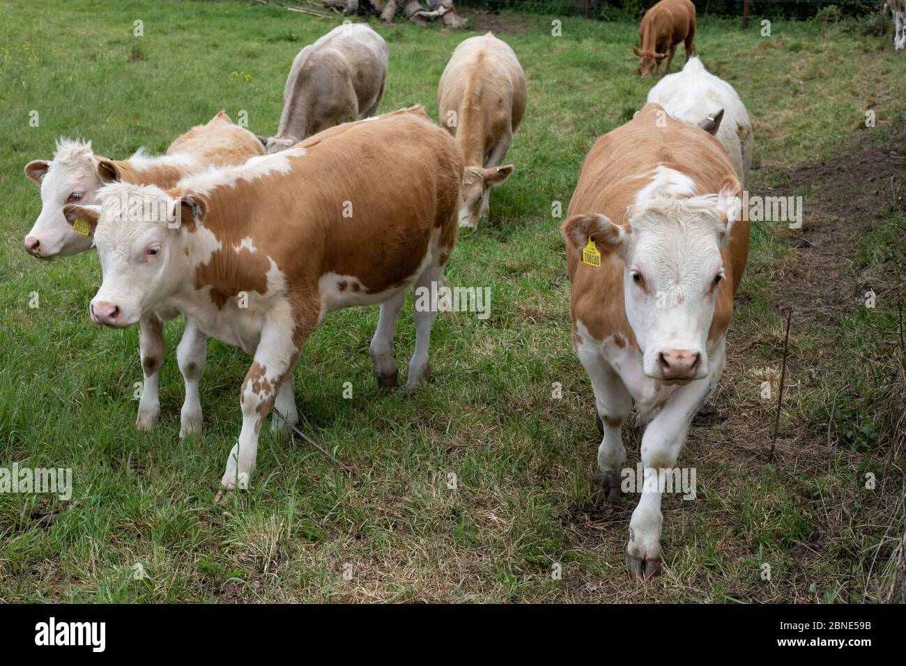Group cows in green hi-res stock photography and images - Alamy