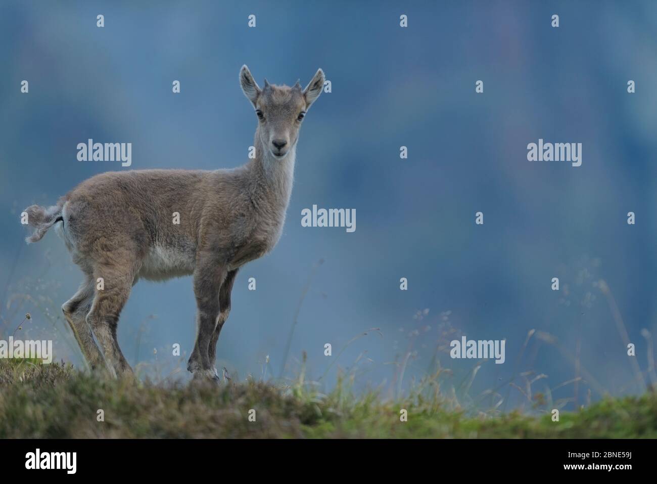 Aiguilles rouges national nature reserve hi-res stock photography and ...