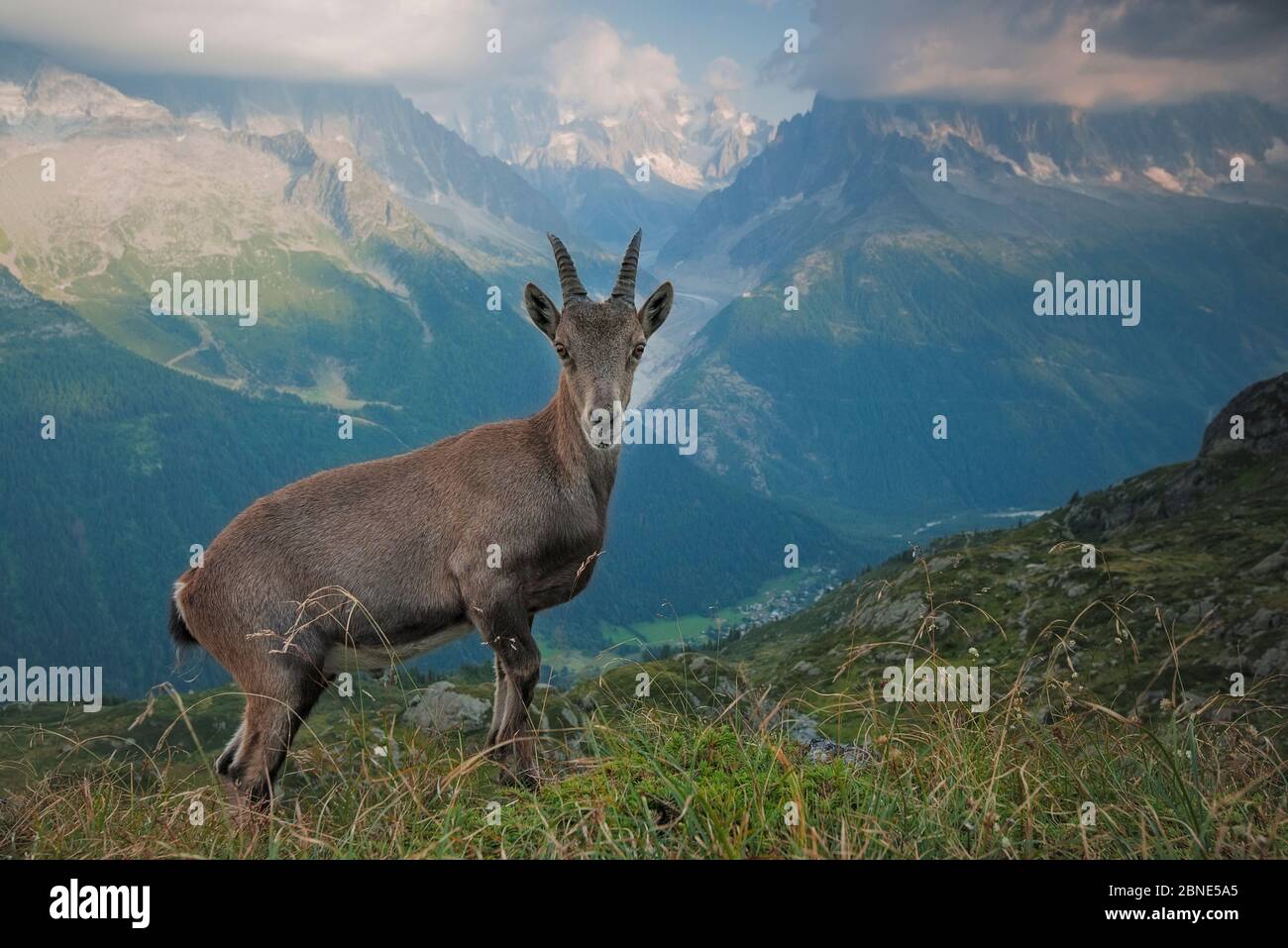 Female Alpine ibex (Capra Ibex), Aiguilles Rouges National Nature ...