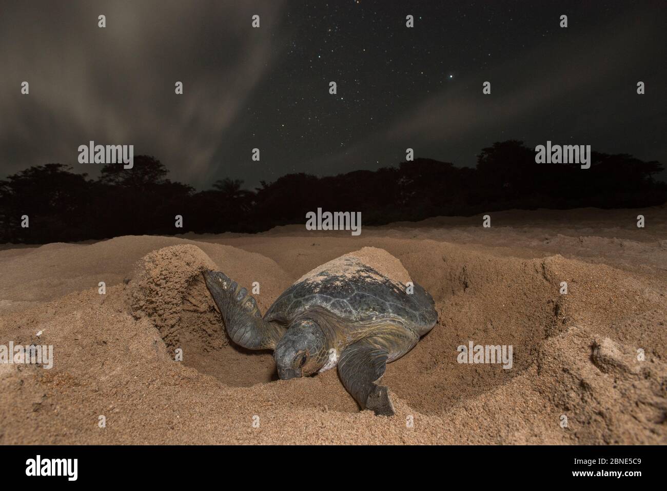 Green turtle digging nest hi-res stock photography and images - Alamy