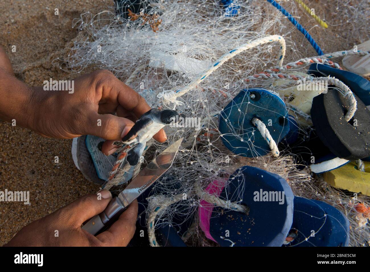 Turtle In Fishing Net High Resolution Stock Photography and Images - Alamy