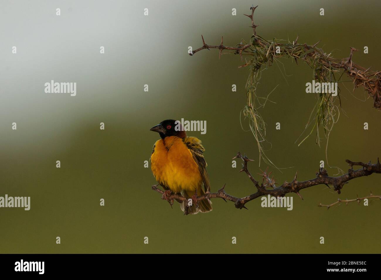 Yellow Headed Weaver Birds High Resolution Stock Photography and Images ...