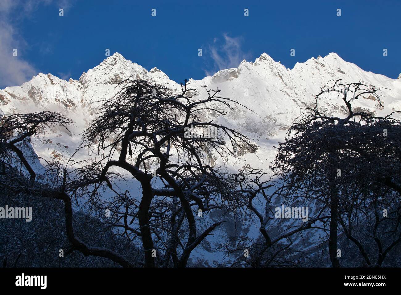 Tibetan sea buckthorn (Hippophae tibetana) in front of mountains ...