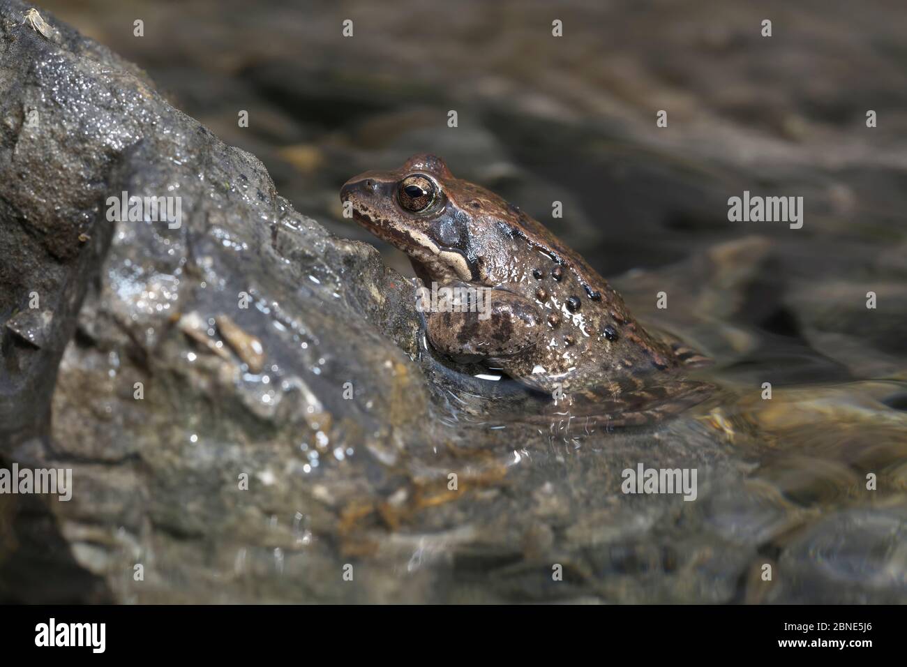 Rana kukunoris hi-res stock photography and images - Alamy