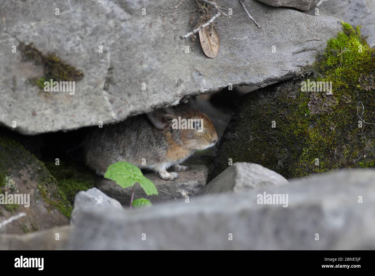 Ochotona thibetana hi-res stock photography and images - Alamy