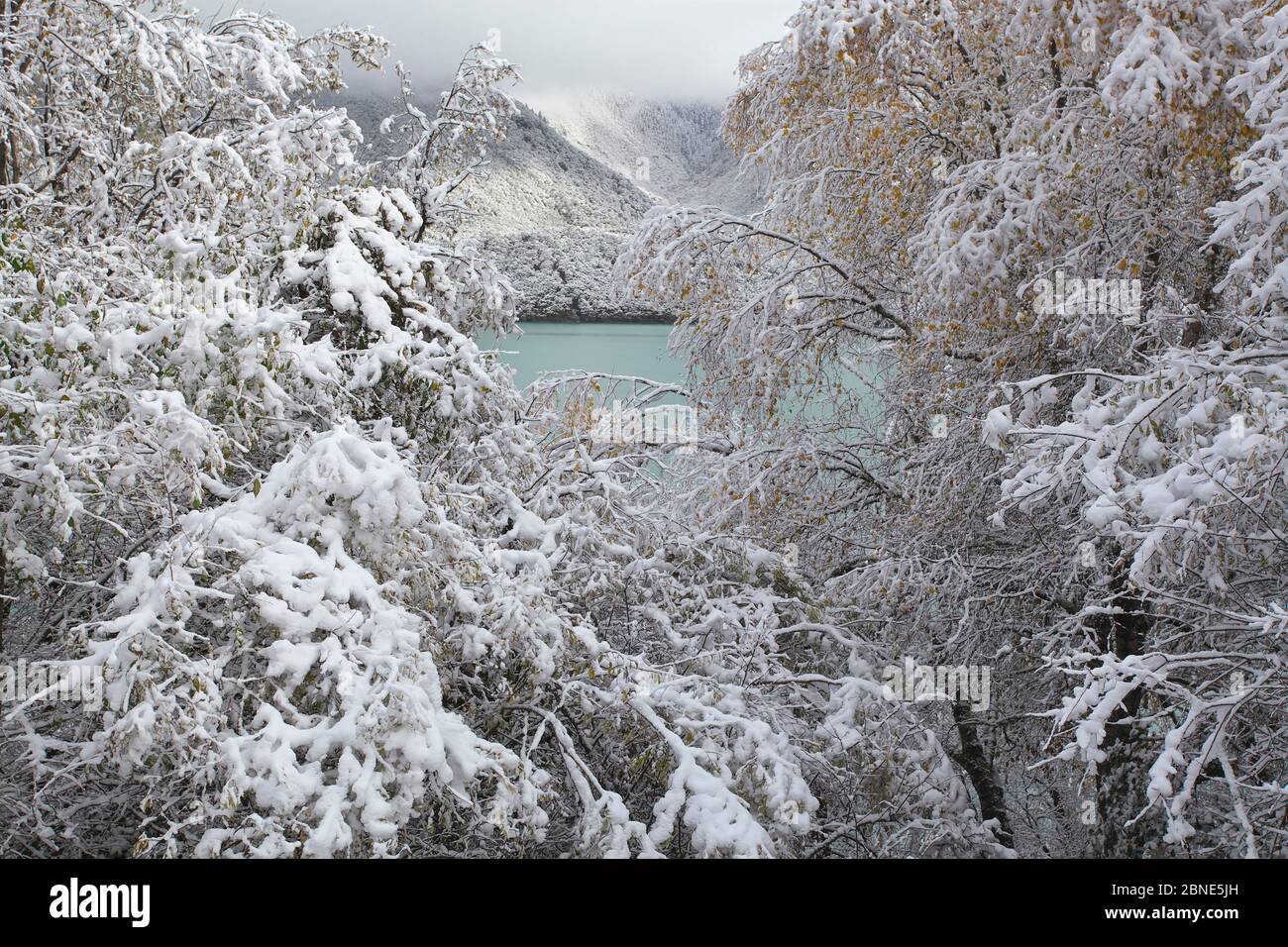 Snow covered trees at lake shore, Basongcuo National Park, Qinghai ...