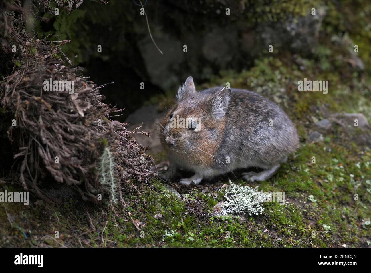 Ochotona thibetana hi-res stock photography and images - Alamy