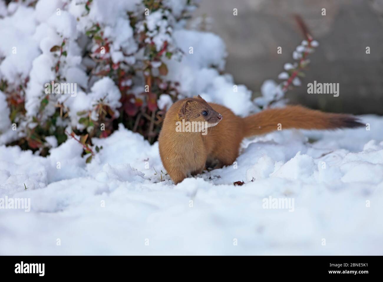 Basongcuo national park hi-res stock photography and images - Alamy