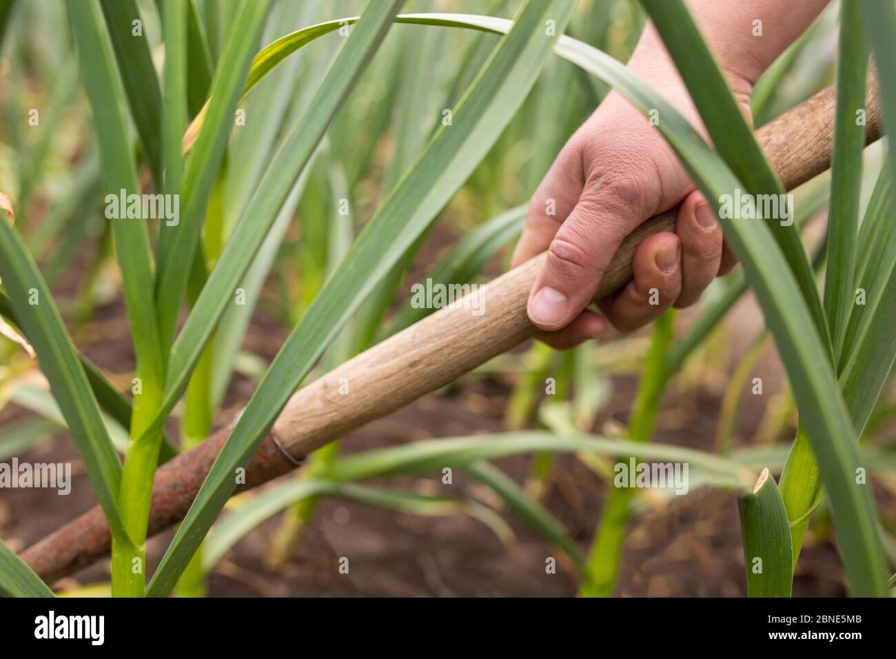 Care about garlik plants in the garden. Weeding weeds on a bed with ...