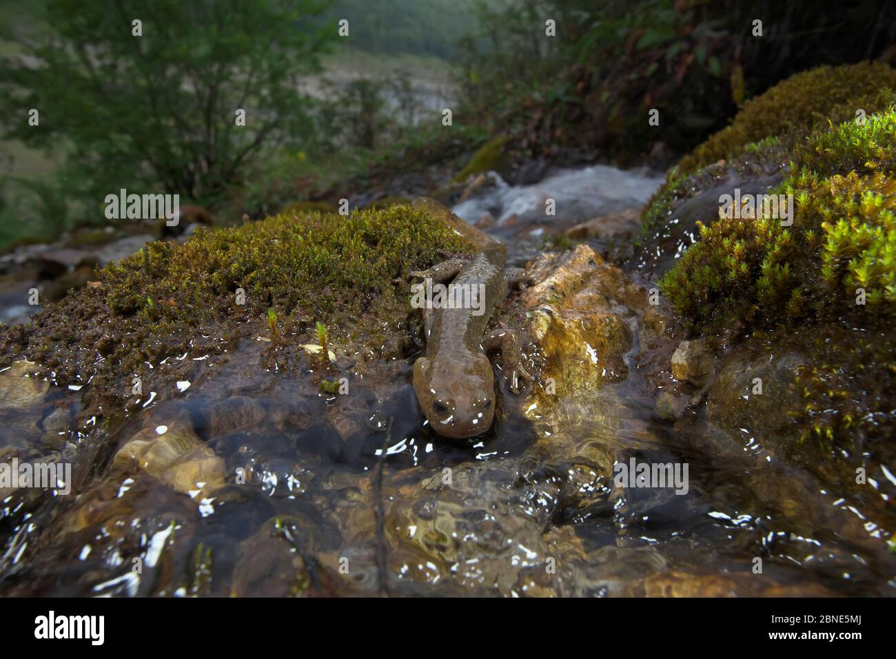 Alpine stream Salamander (Batrachuperus tibetanus) Jiuzhaigou National ...