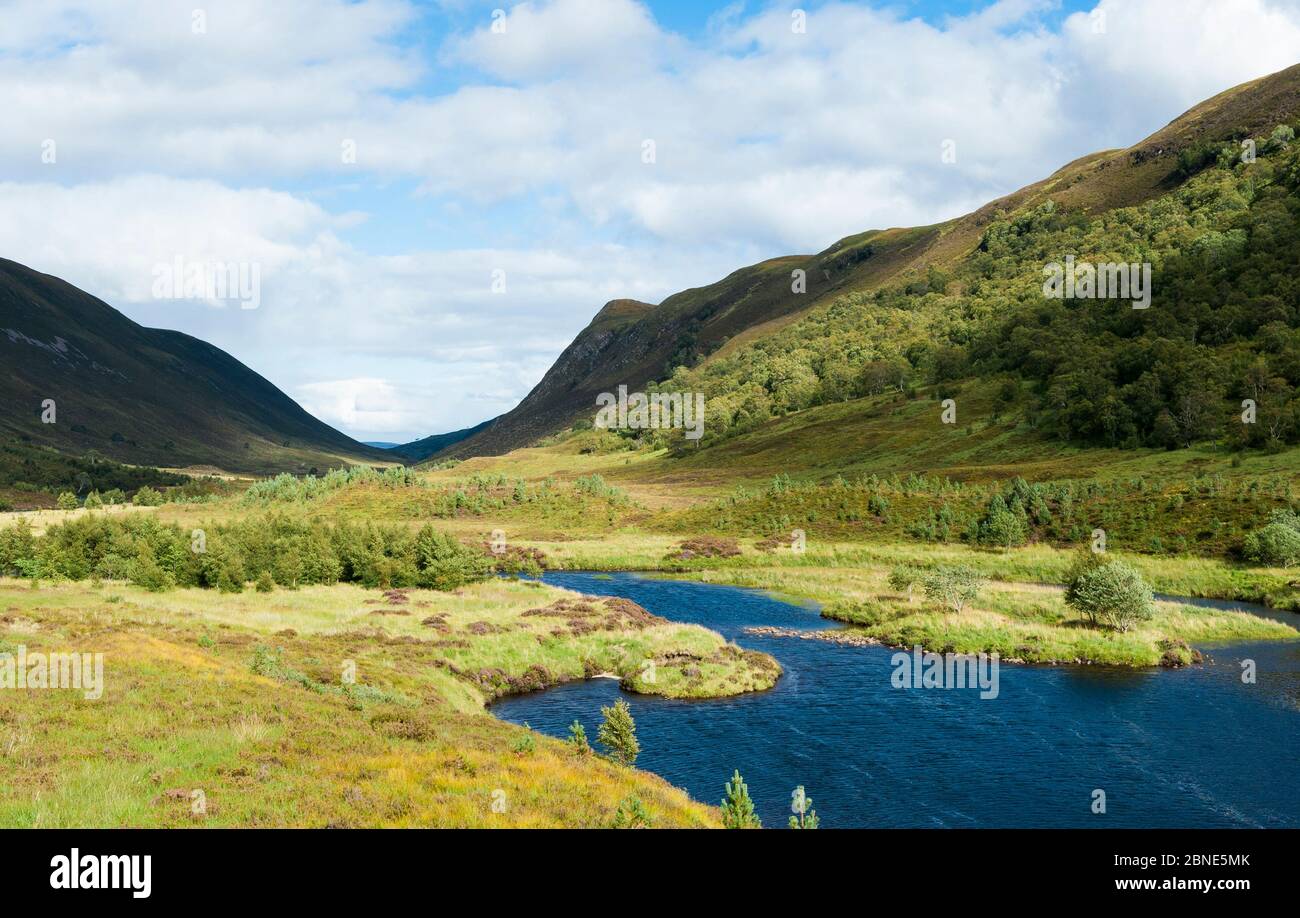 Scots pine (Pinus sylvestris) saplings planted in Glen More, Alladale ...