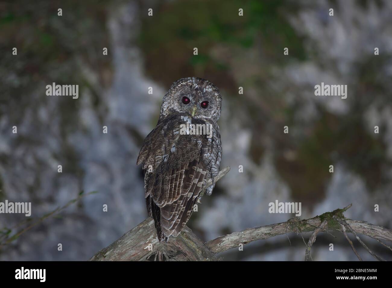 Sichuan wood owl hi-res stock photography and images - Alamy