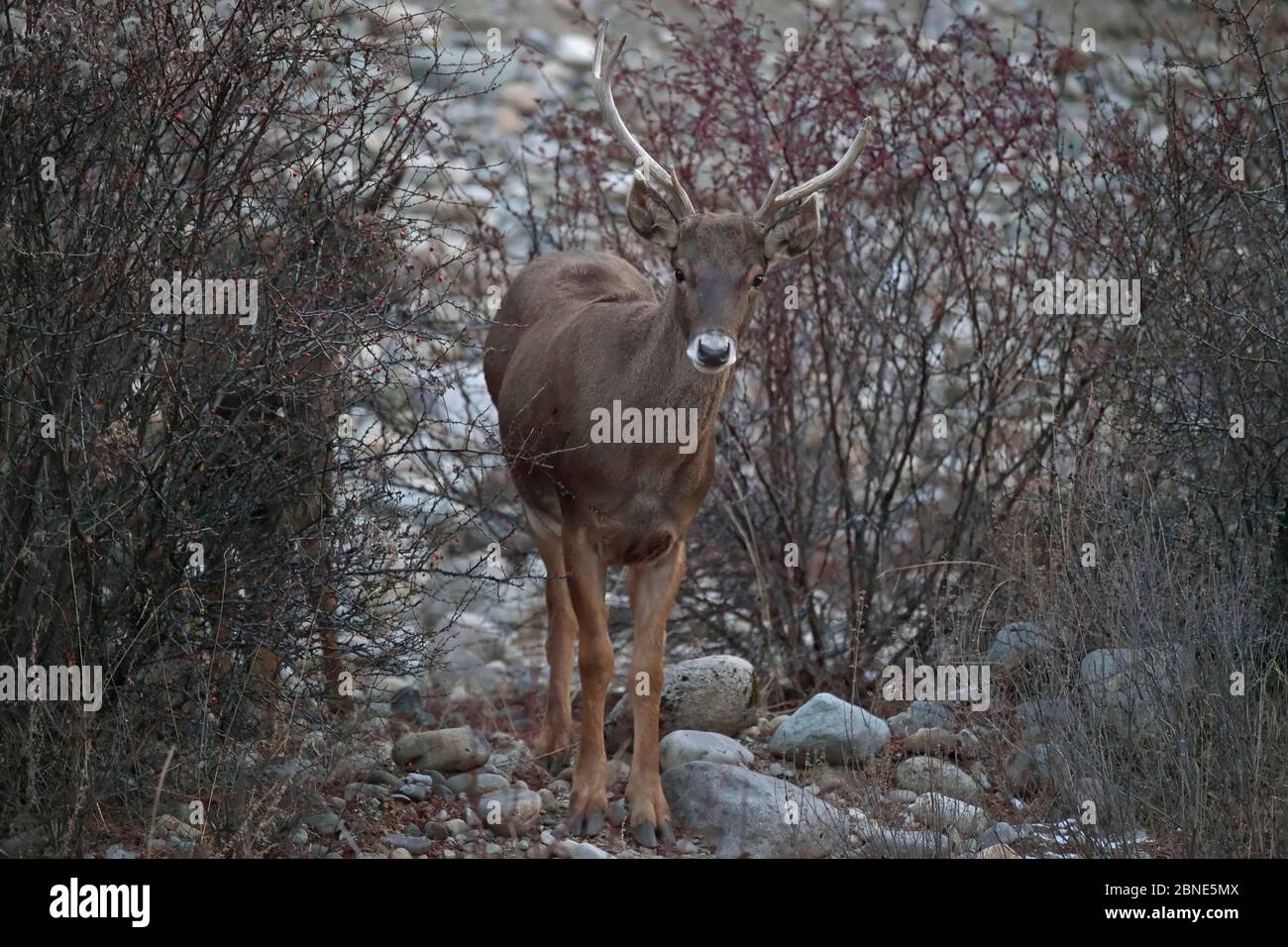 Basongcuo national park hi-res stock photography and images - Alamy