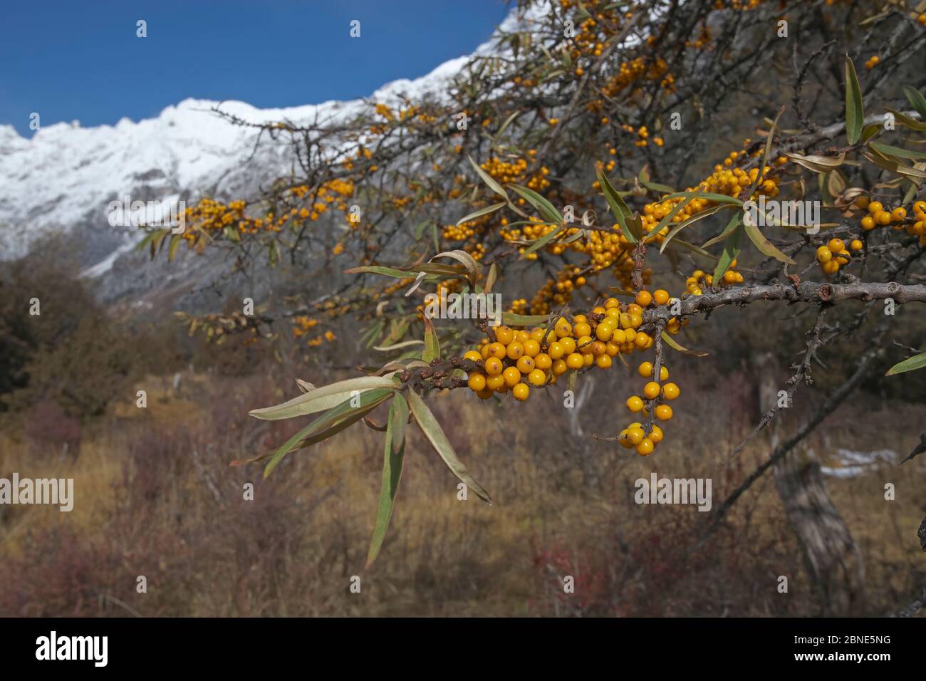Tibetan sea buckthorn (Hippophae tibetana) with berries in front of ...