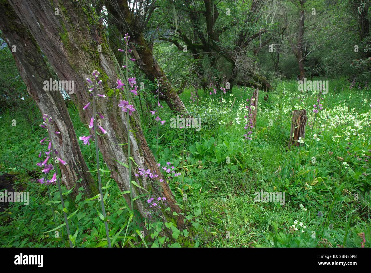 Notholirion bulbuliferum hi-res stock photography and images - Alamy