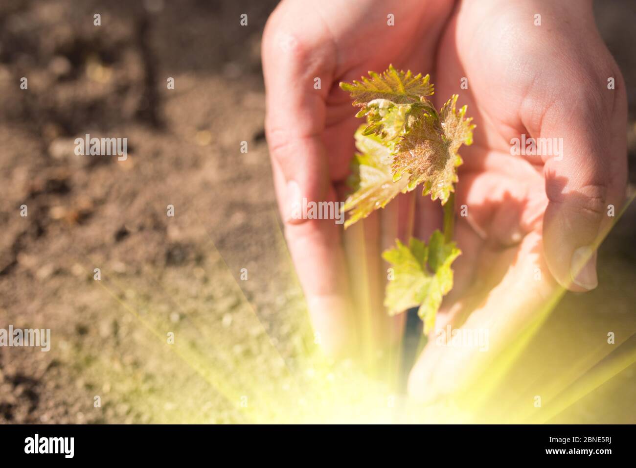 Care about grape plants from begining. Planting of young plant of grape ...