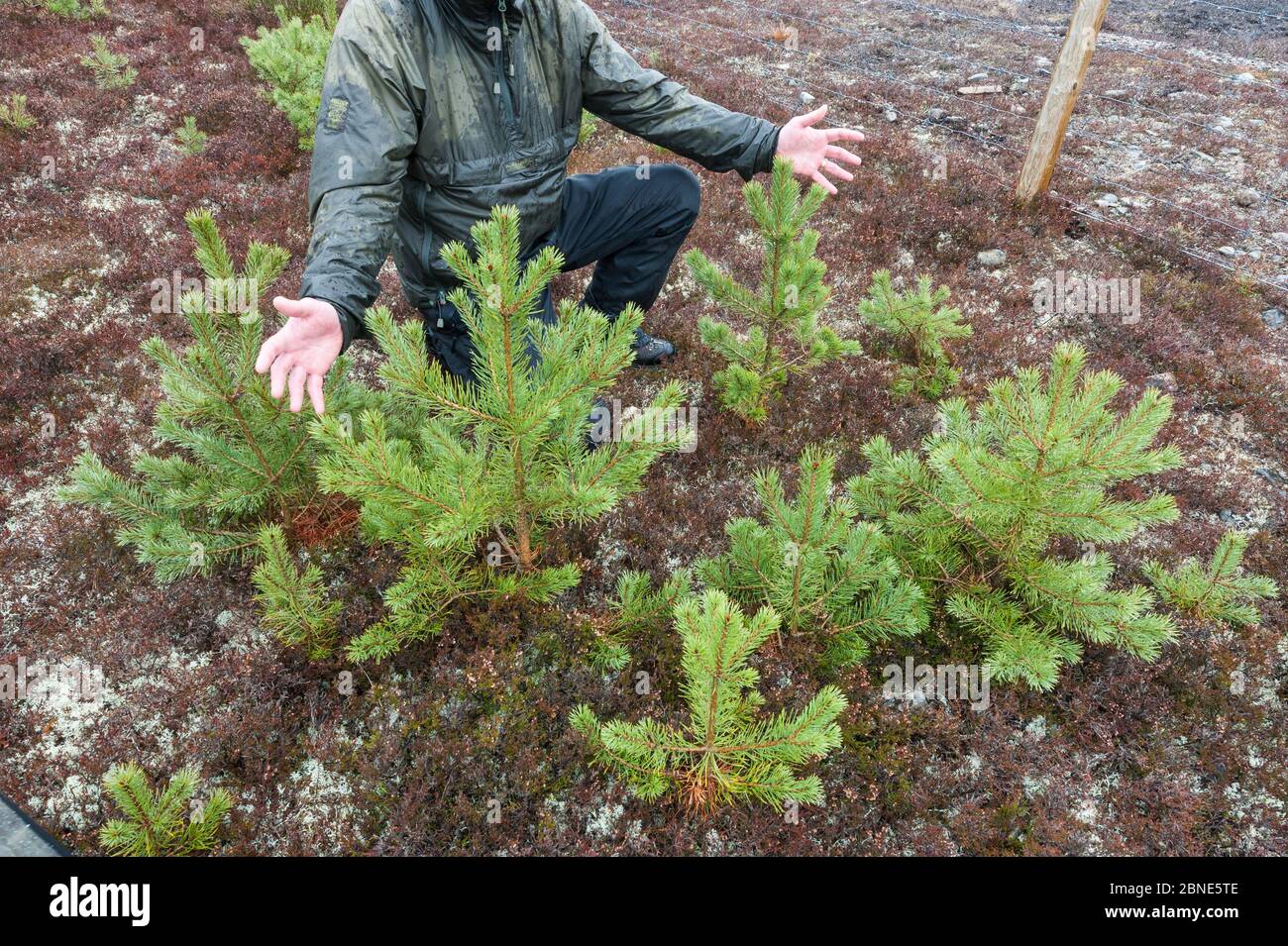 Plantation saplings scotland hi-res stock photography and images - Alamy