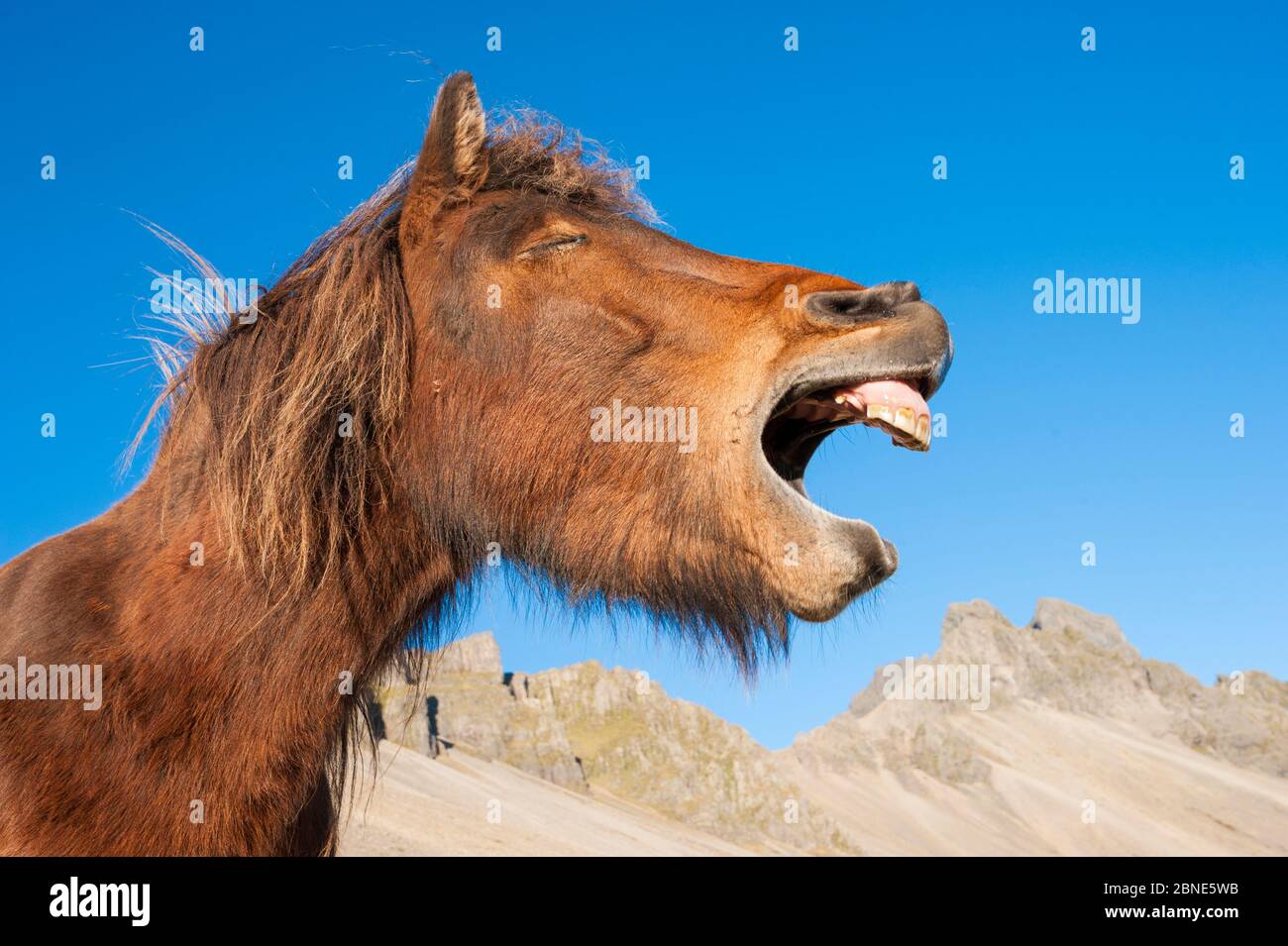 Flehmen Response Horse