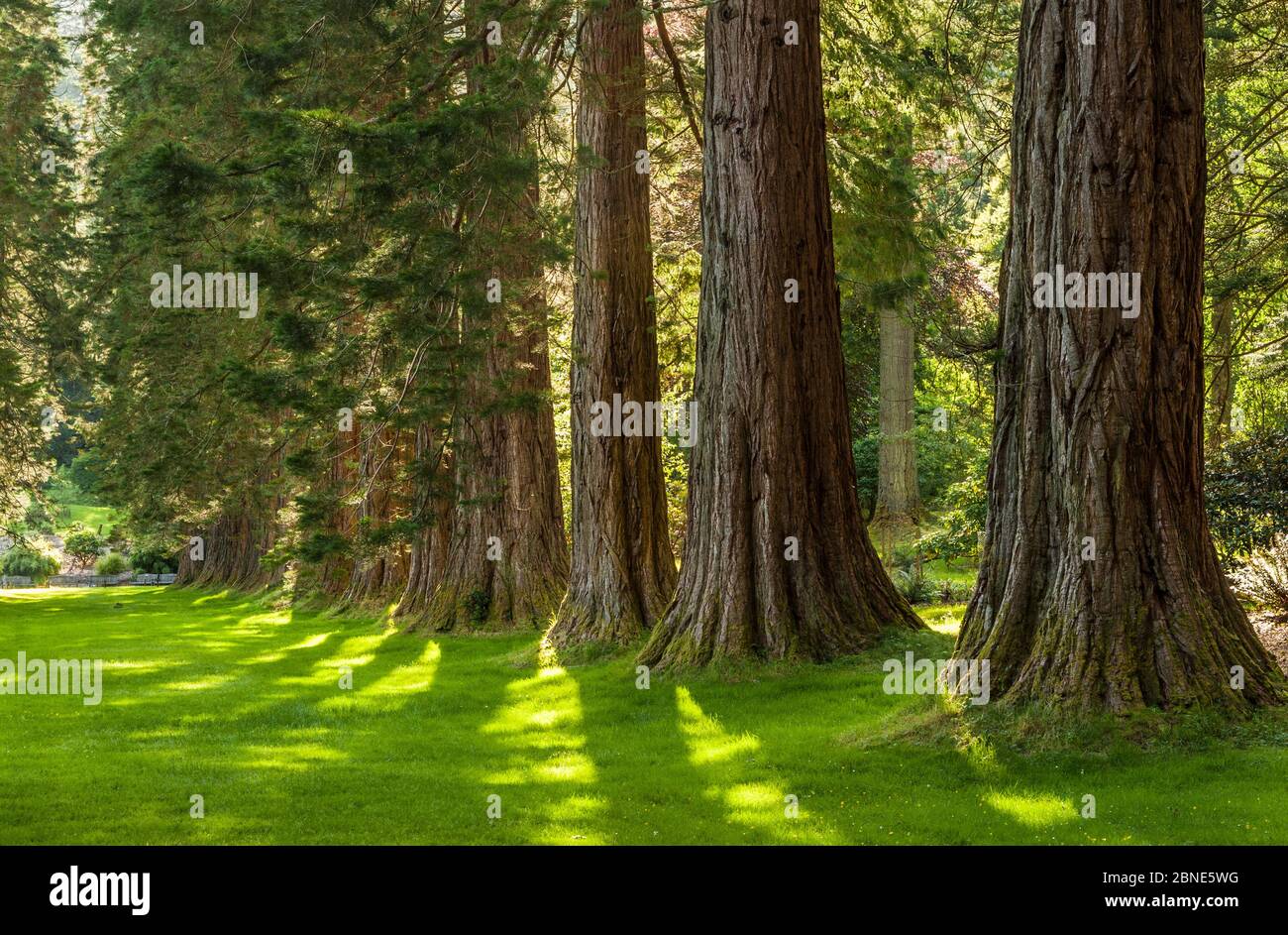 Giant sequoia trees (Sequoiadendron giganteum) part of the The Ben More ...