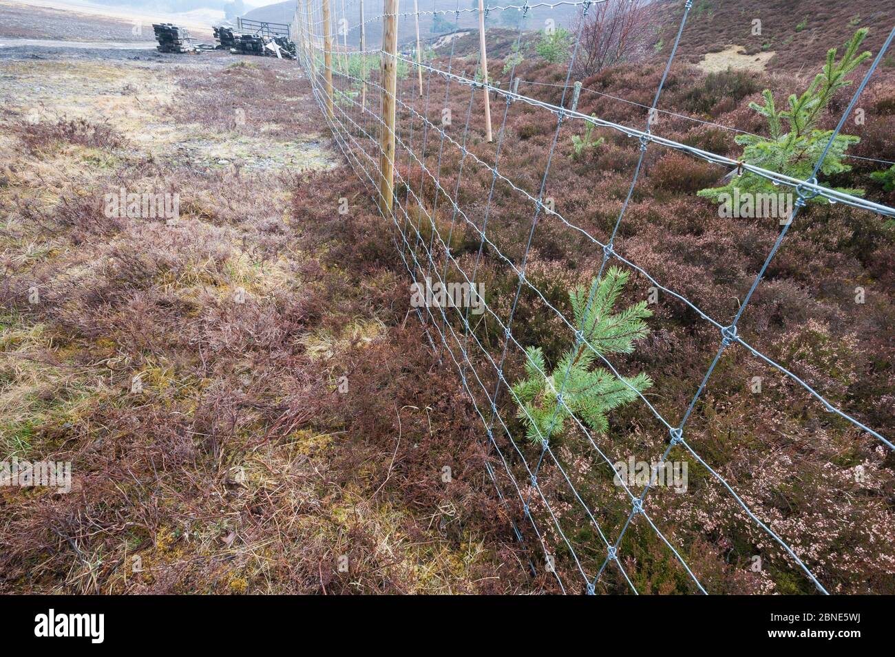 Conifer plantation surrounded hi-res stock photography and images - Alamy