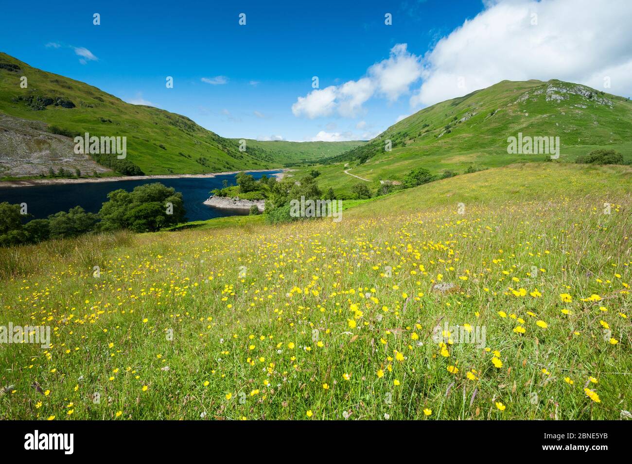 Taraxacum kok saghyz hi-res stock photography and images - Alamy