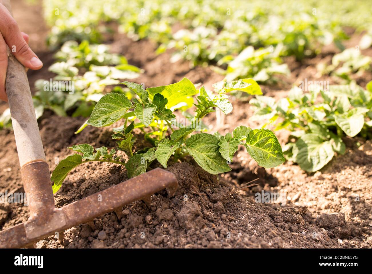 Hands with rake earthing the potatoes plants on a field Stock Photo - Alamy