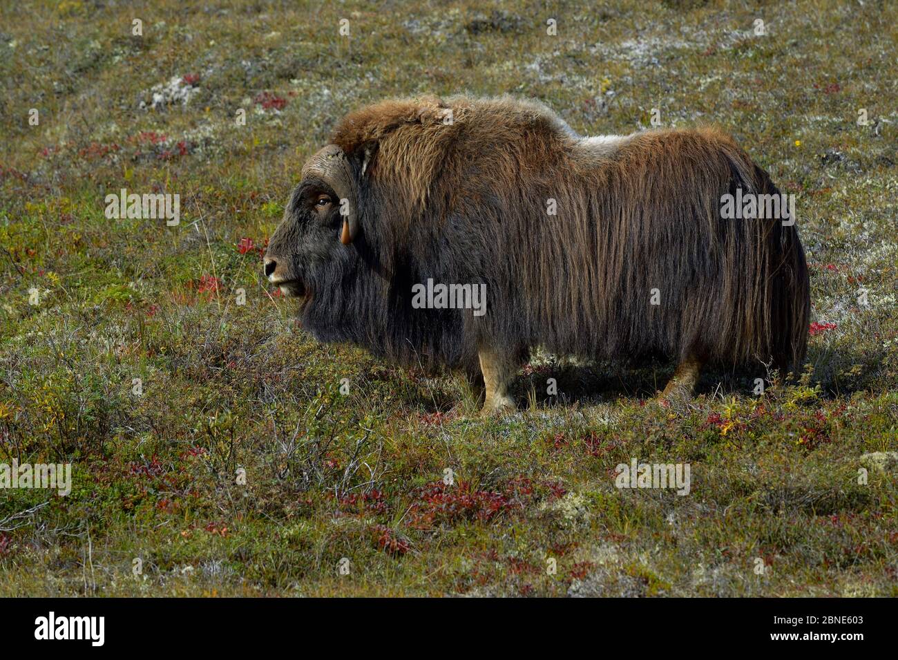 Side view of muskox hi-res stock photography and images - Alamy