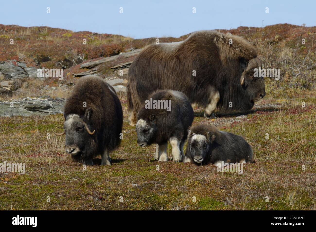 Musk ox (Ovibos moschatus) group with calves, Nome, Alaska , USA ...