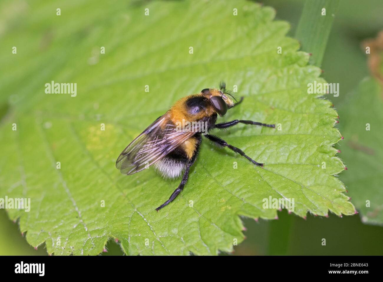 Volucella evecta hi-res stock photography and images - Alamy