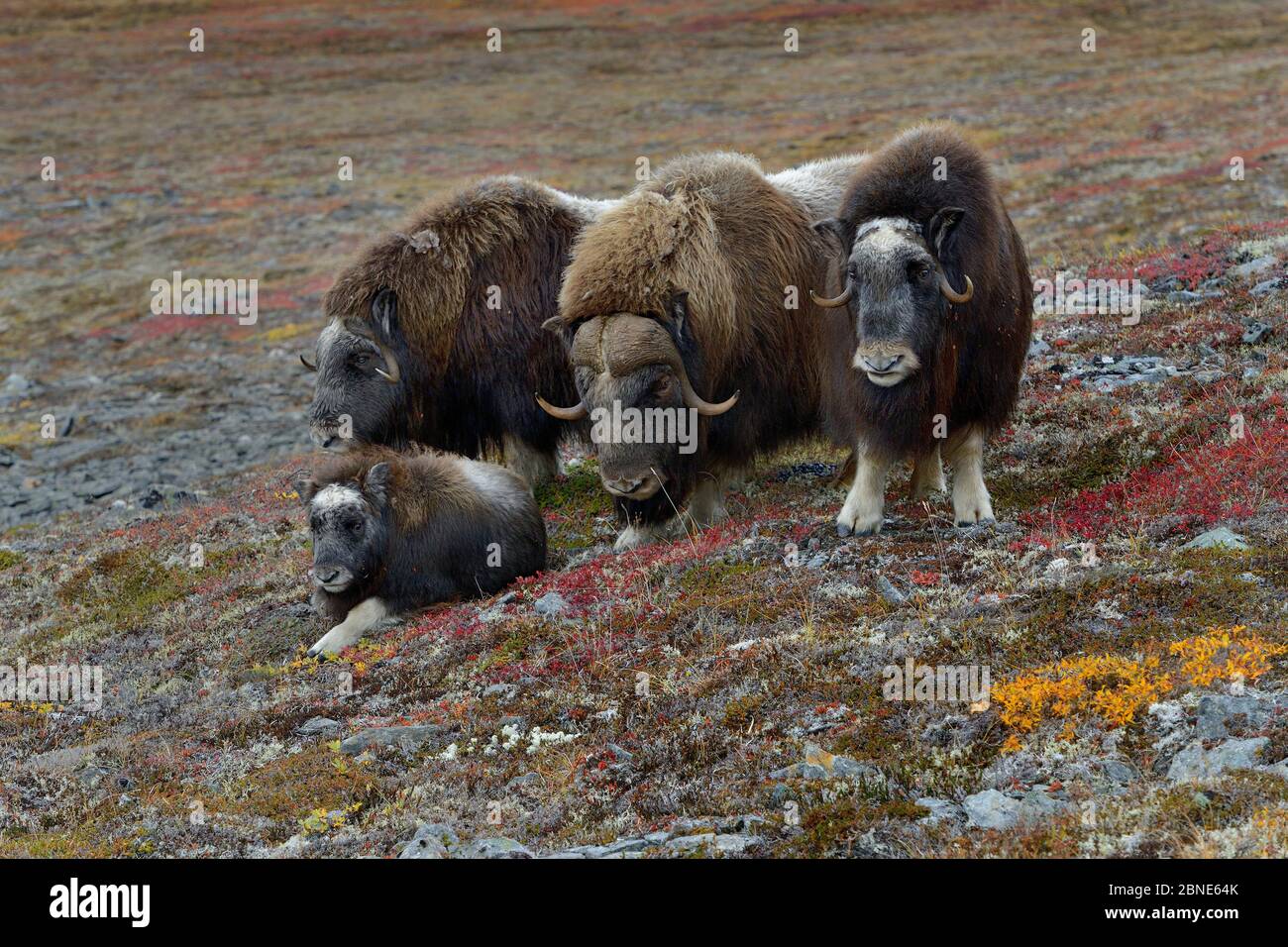 Musk ox (Ovibos moschatus) group of four (including calf), on tundra ...