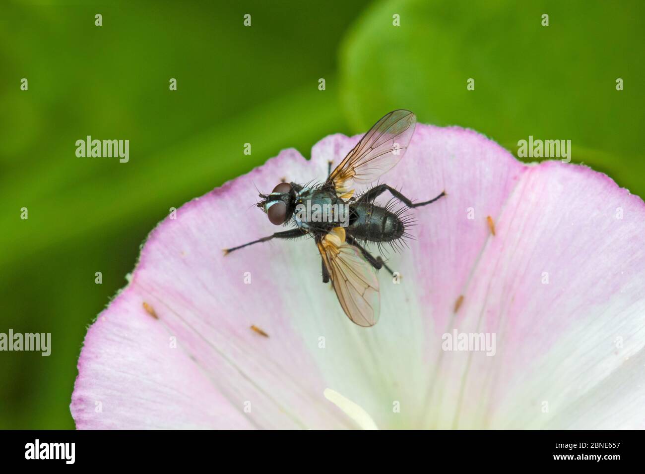 Parasitic Fly (Phania funesta) Tachinidae On field bindweed Brockley ...