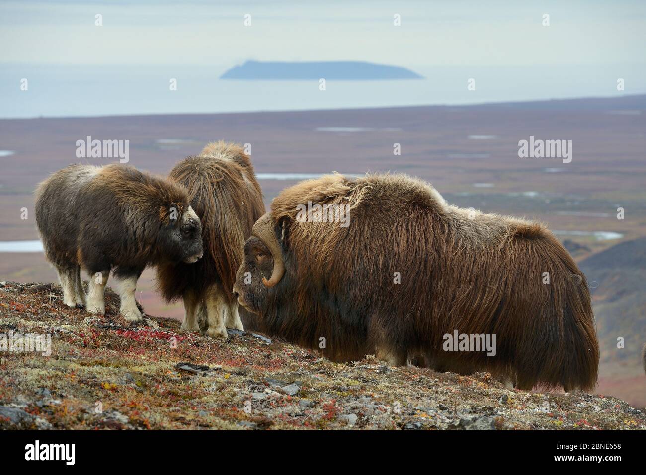 Calf muskox hi-res stock photography and images - Alamy