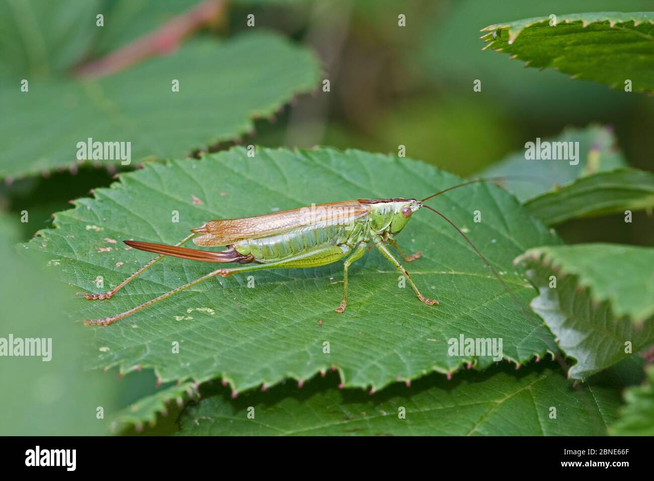 Female Long-winged Conehead (Conocephalus discolor) Brockley Cemetery ...