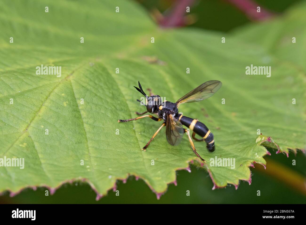 Conopid Fly High Resolution Stock Photography and Images - Alamy