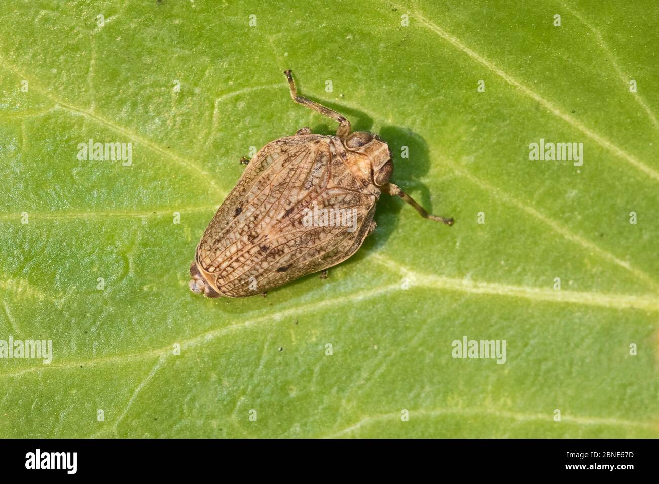 Issid Planthopper (Issus coleoptratus) Brockley, Lewisham, London, UK ...