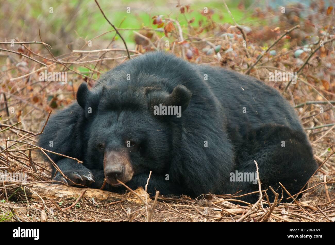 Asiatic black / Moon bear (Ursus thibetanus) resting, captive, occurs ...