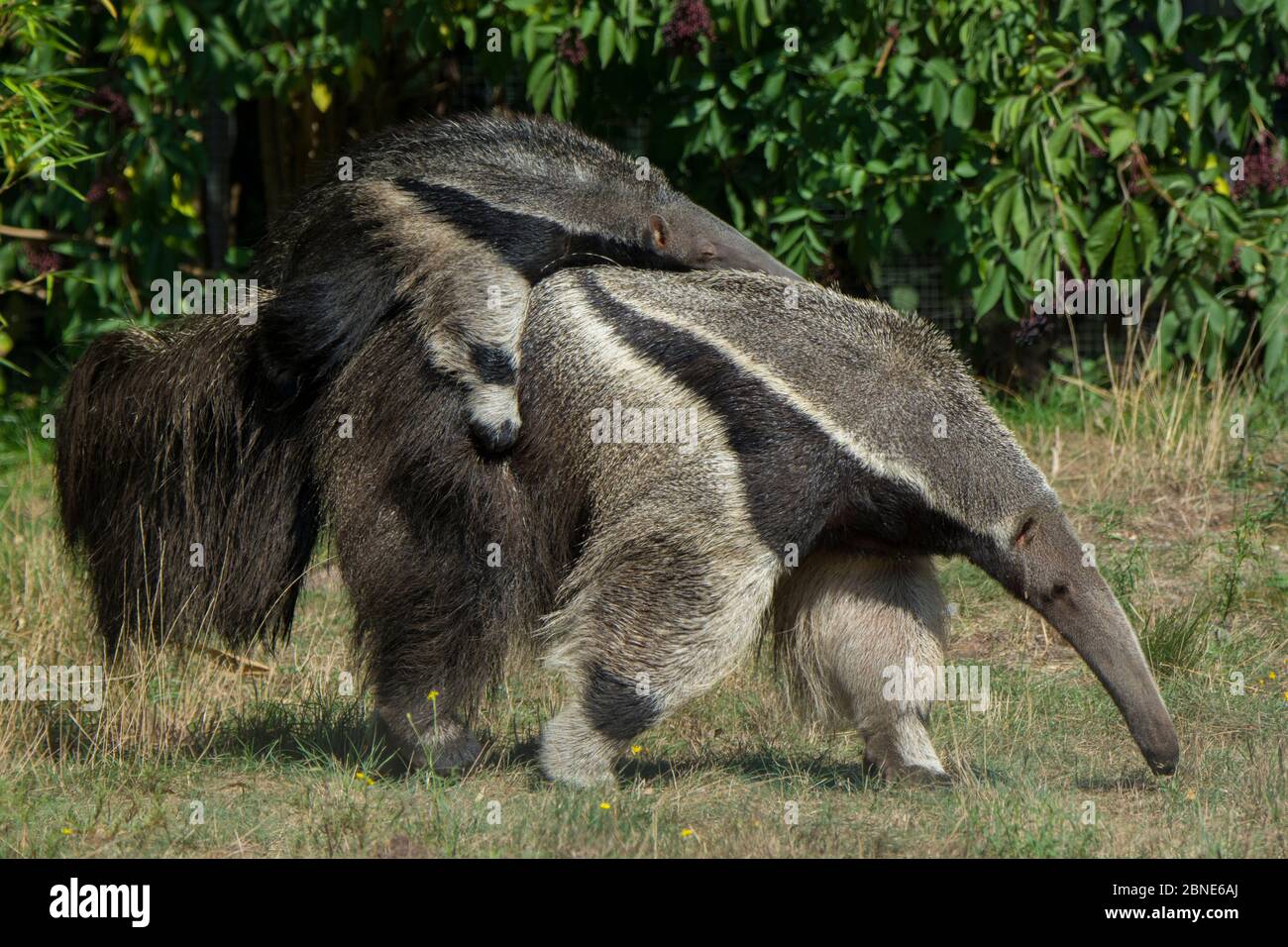 Myrmecophaga tridactyla baby hi-res stock photography and images - Alamy