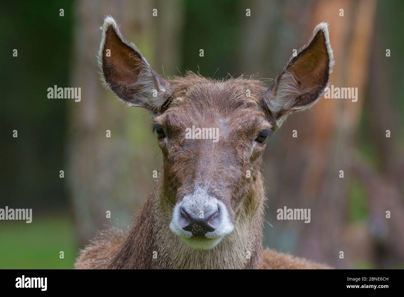 Thorold's deer hi-res stock photography and images - Alamy