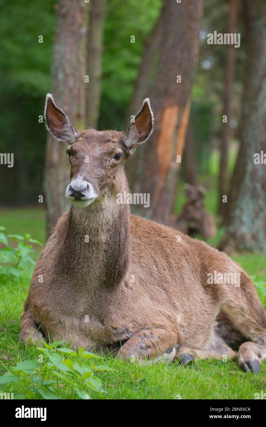 White lipped / Thorold's deer (Cervus albirostris) portrait, captive ...