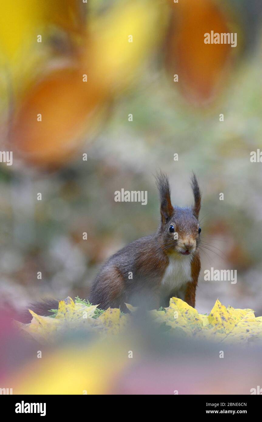 Red squirrel (Sciurus vulgaris) in autumnal woodland leaf litter, The ...