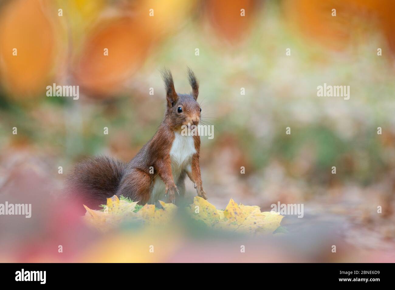 Red squirrel (Sciurus vulgaris) alert in autumnal woodland leaf litter ...