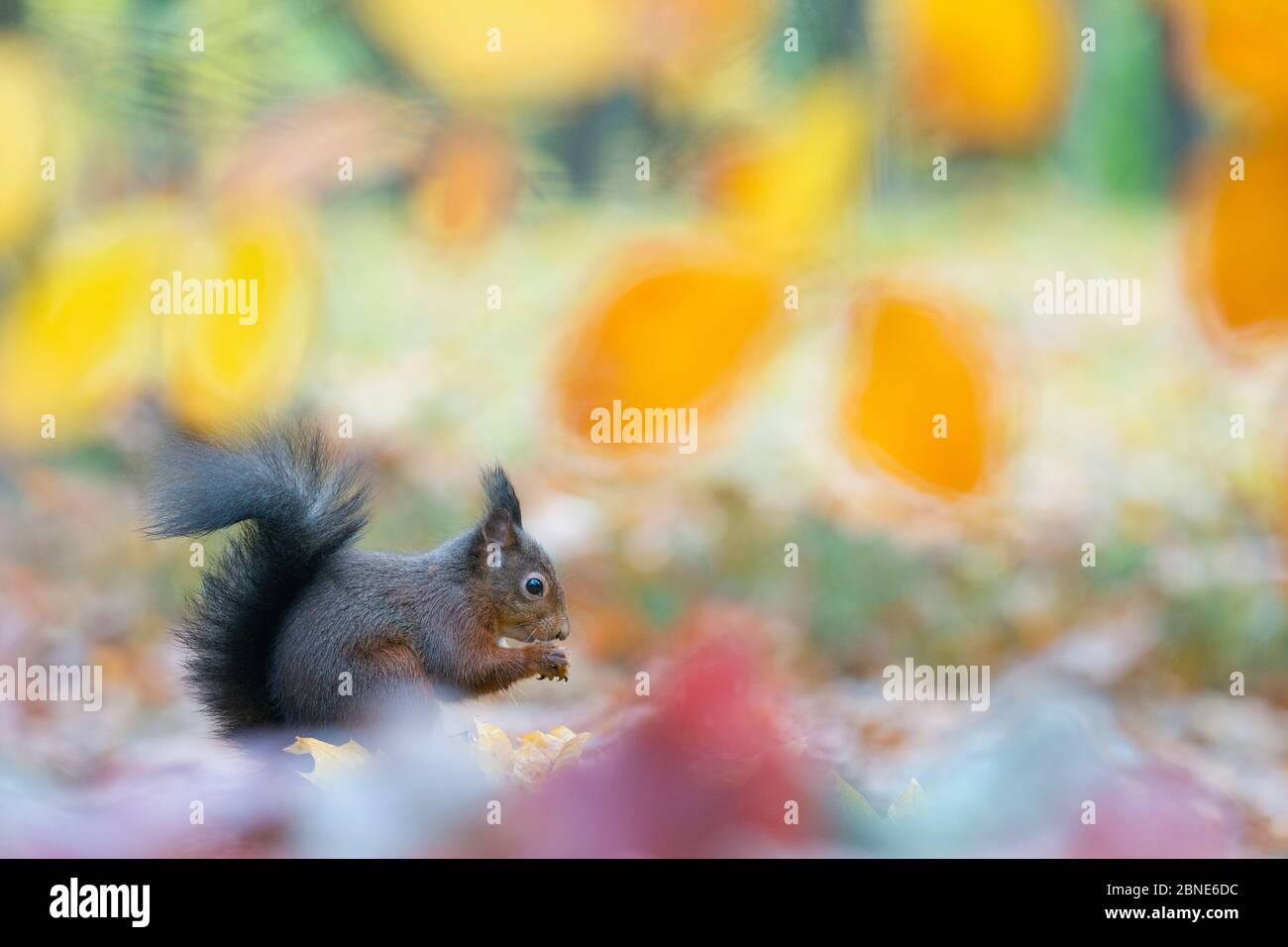 Red squirrel (Sciurus vulgaris) feeding, in autumnal woodland leaf ...