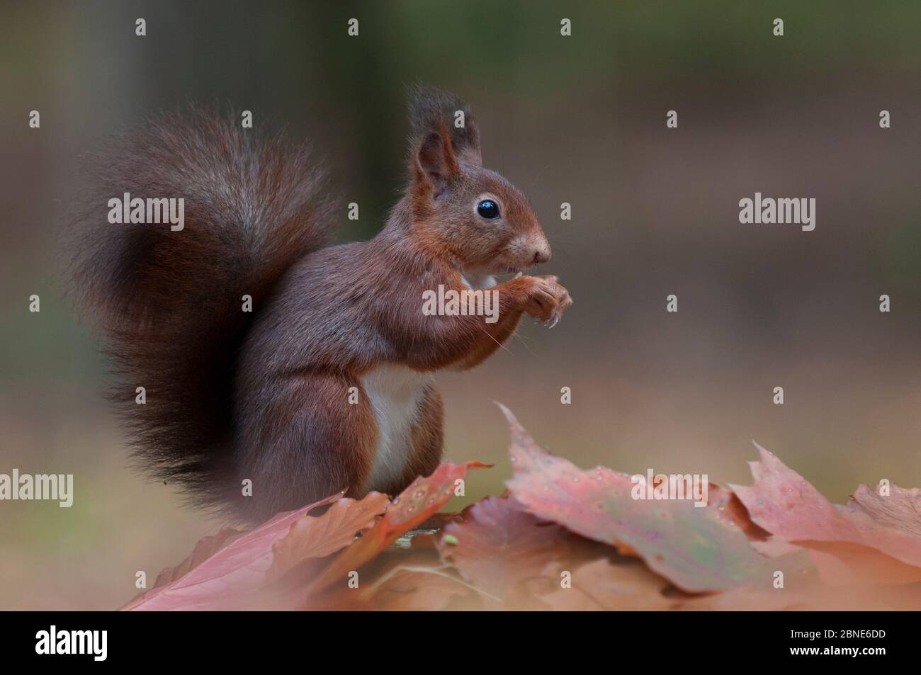 Red squirrel (Sciurus vulgaris) sitting feeding in autumnal woodland ...
