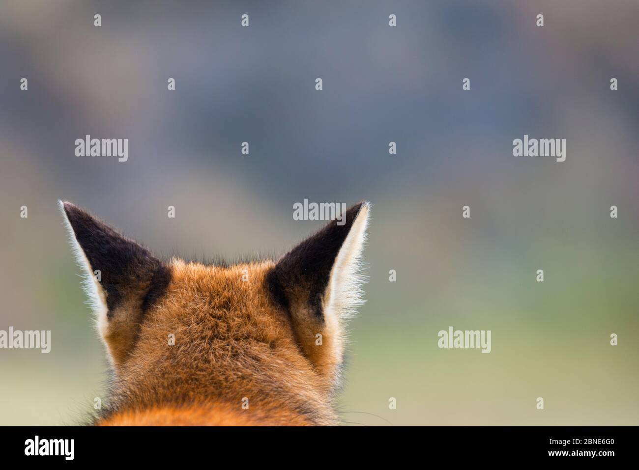 Red fox (Vulpes vulpes) rear view of head and ears, Amsterdamse ...