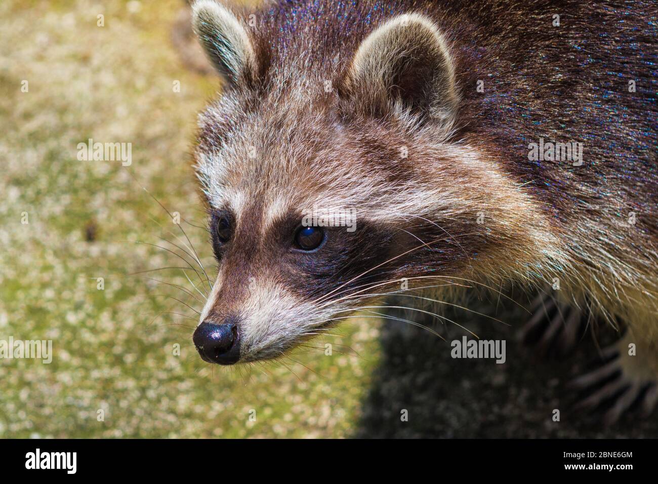 The head of a raccoon Stock Photo - Alamy