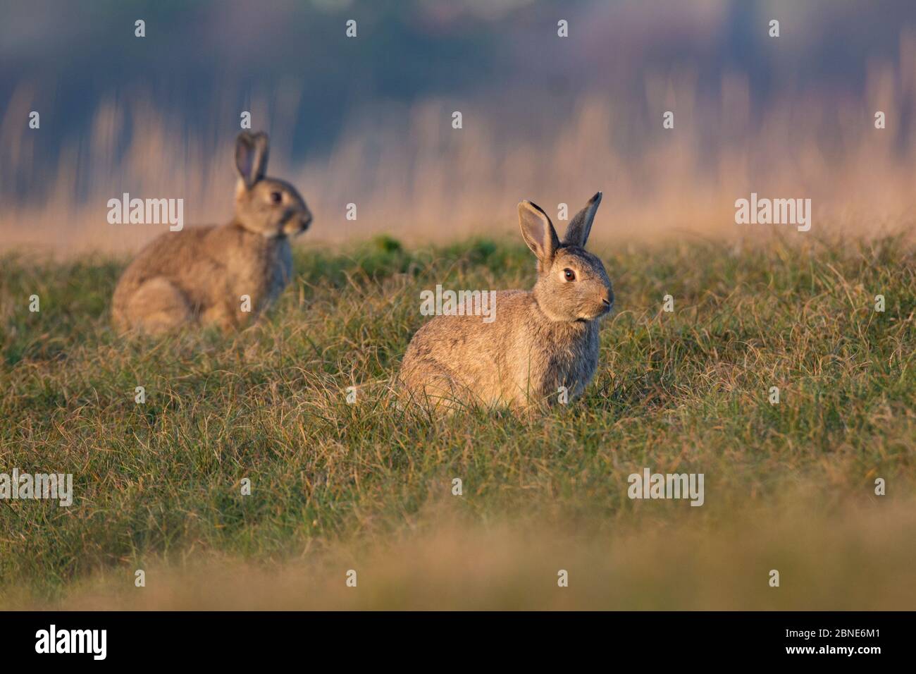 Two European rabbits (Oryctolagus cuniculus) sitting, The Netherlands ...