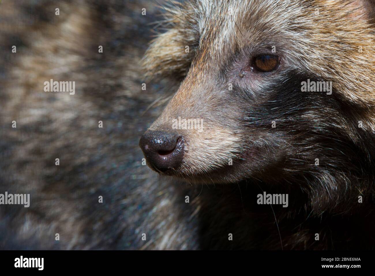 Raccoon dog (Nyctereutes procyonoides) portrait, captive, occurs in ...