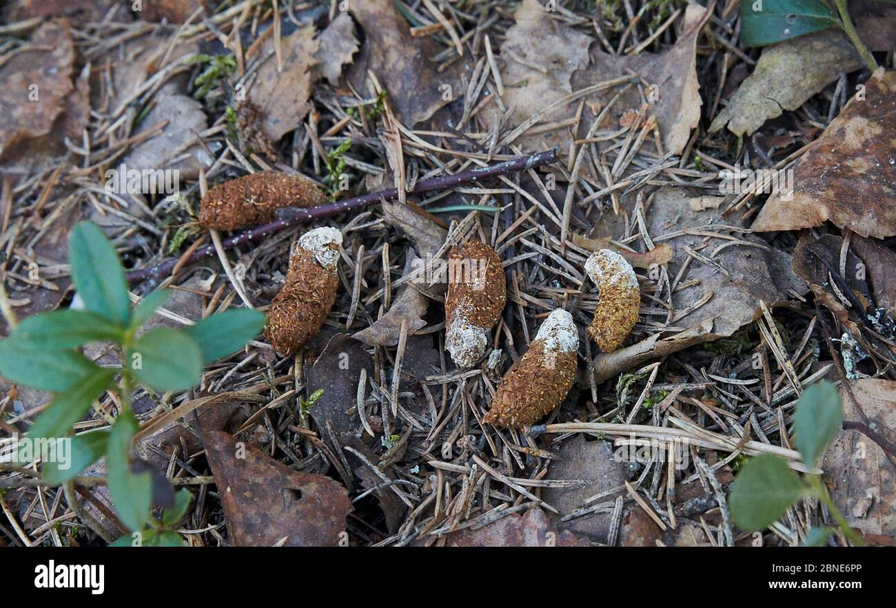 Hazel grouse (Tetrastes / Bonasa bonasia) droppings, Vaala, Finland ...