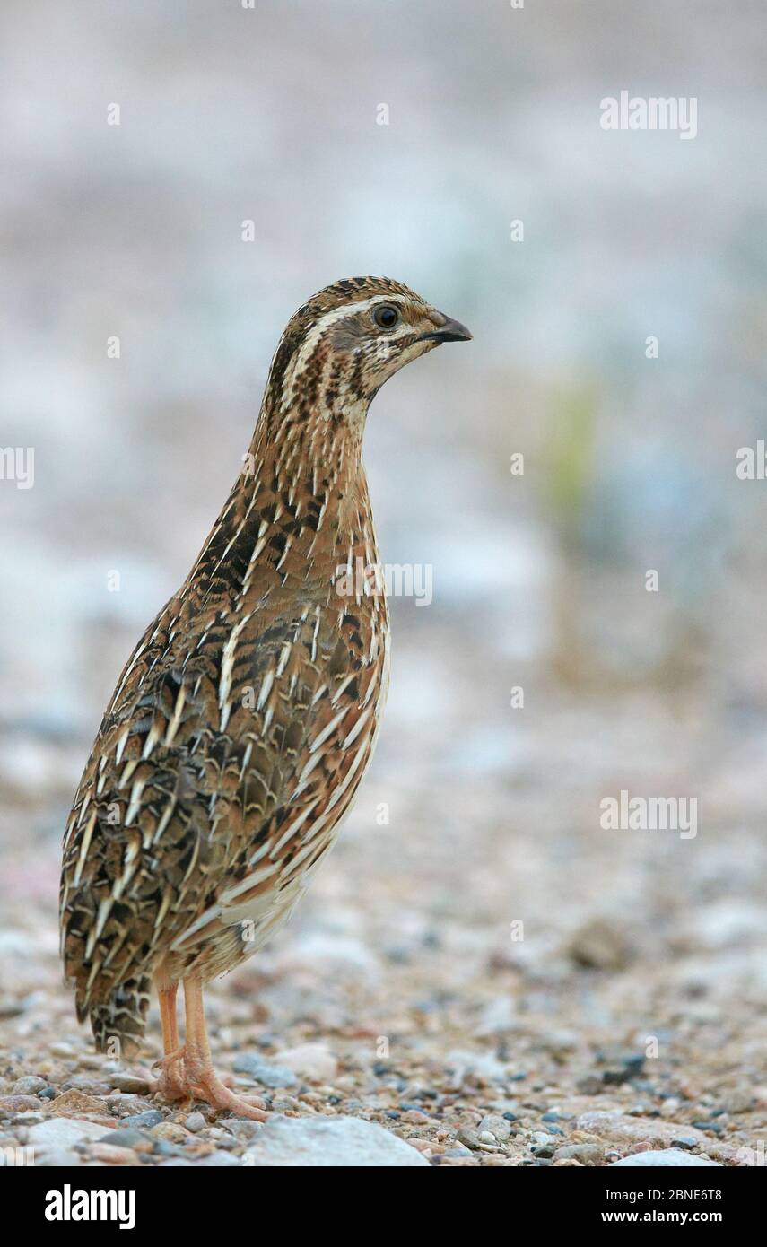 Male Common quail (Coturnix coturnix) portrait, Spain, May Stock Photo ...