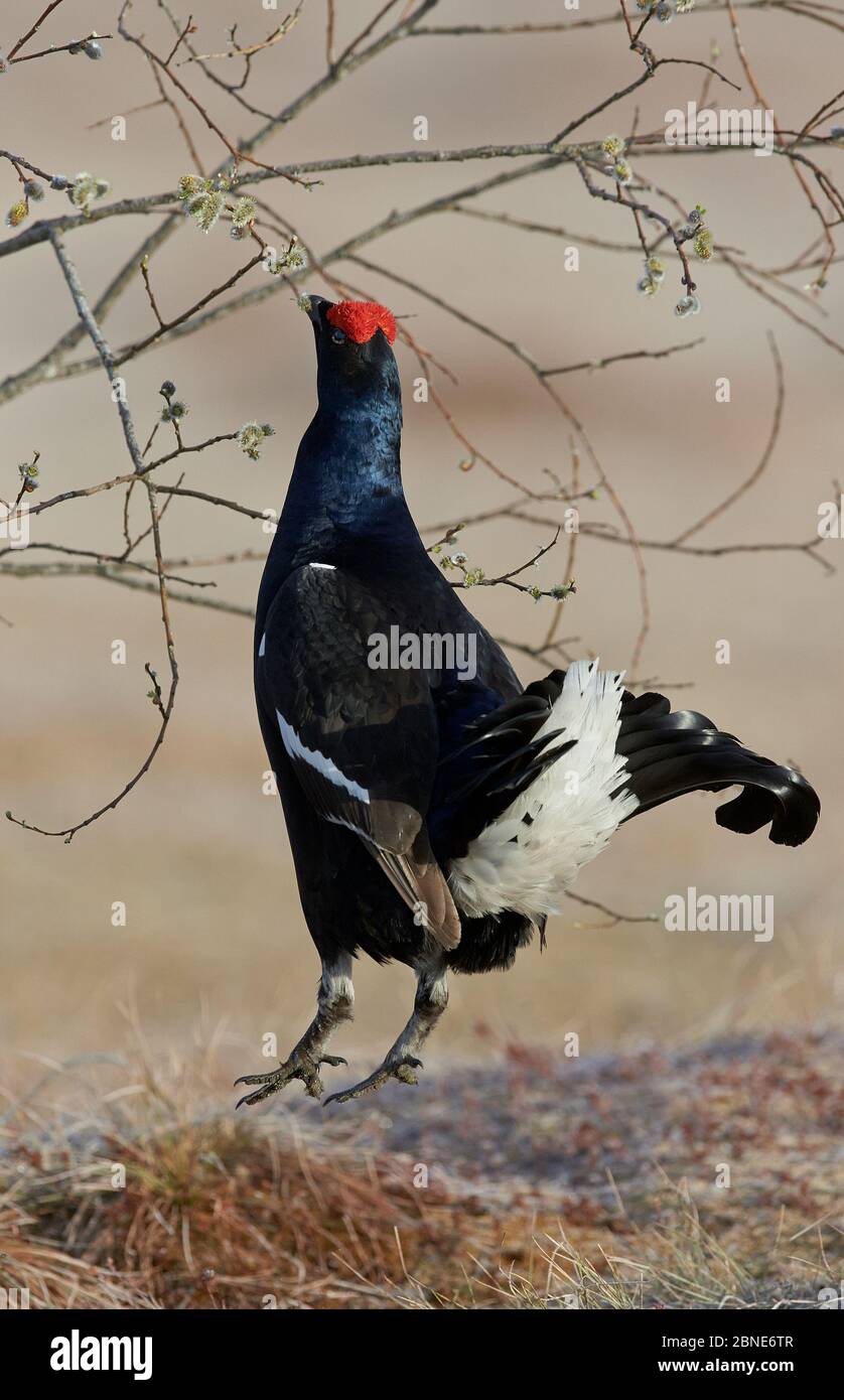 Male Black grouse (Tetrao / Lyrurus tetrix) jumping to reach Willow ...